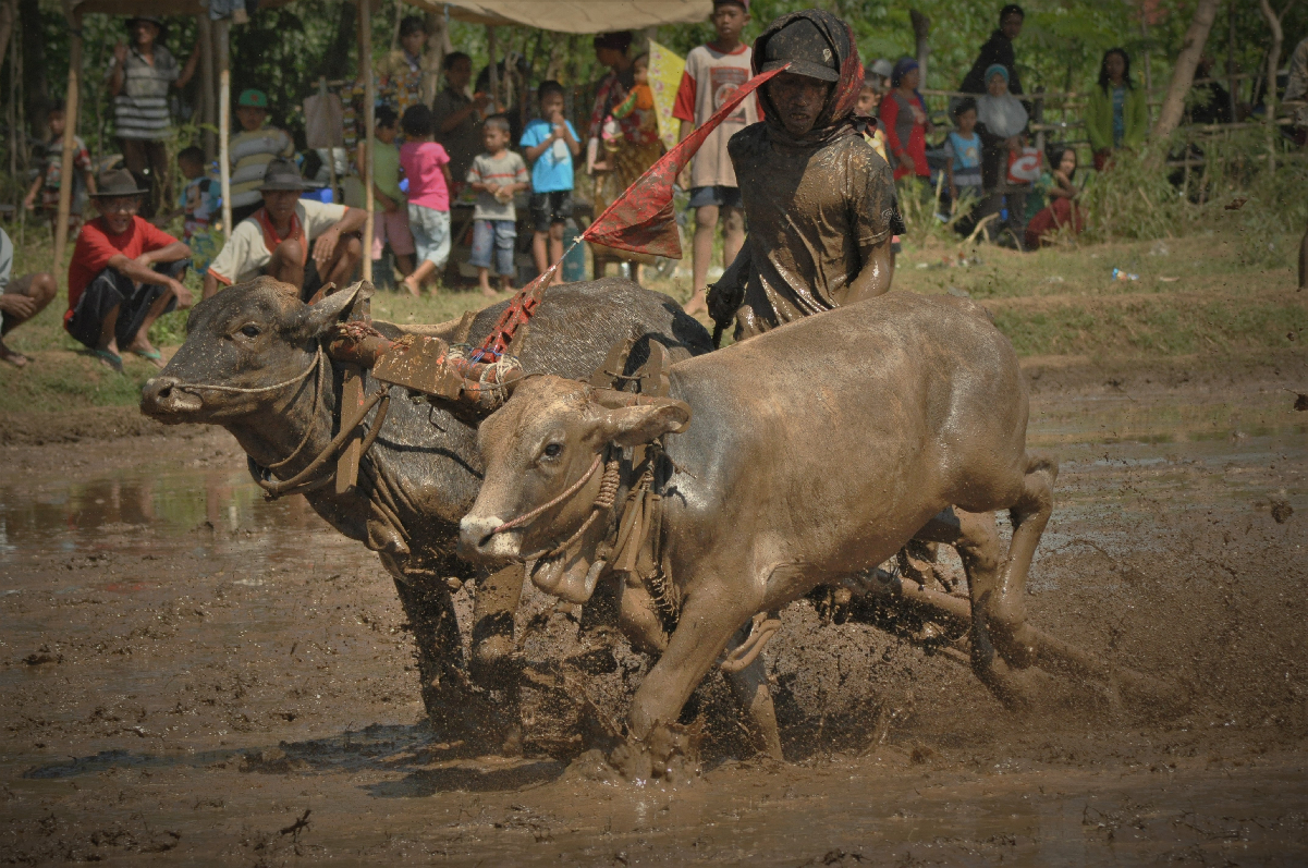 balap sapi