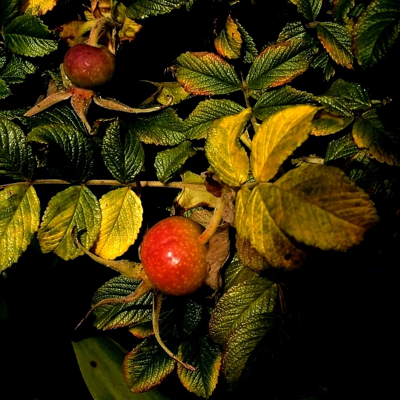 WILD ROSE FRUITS