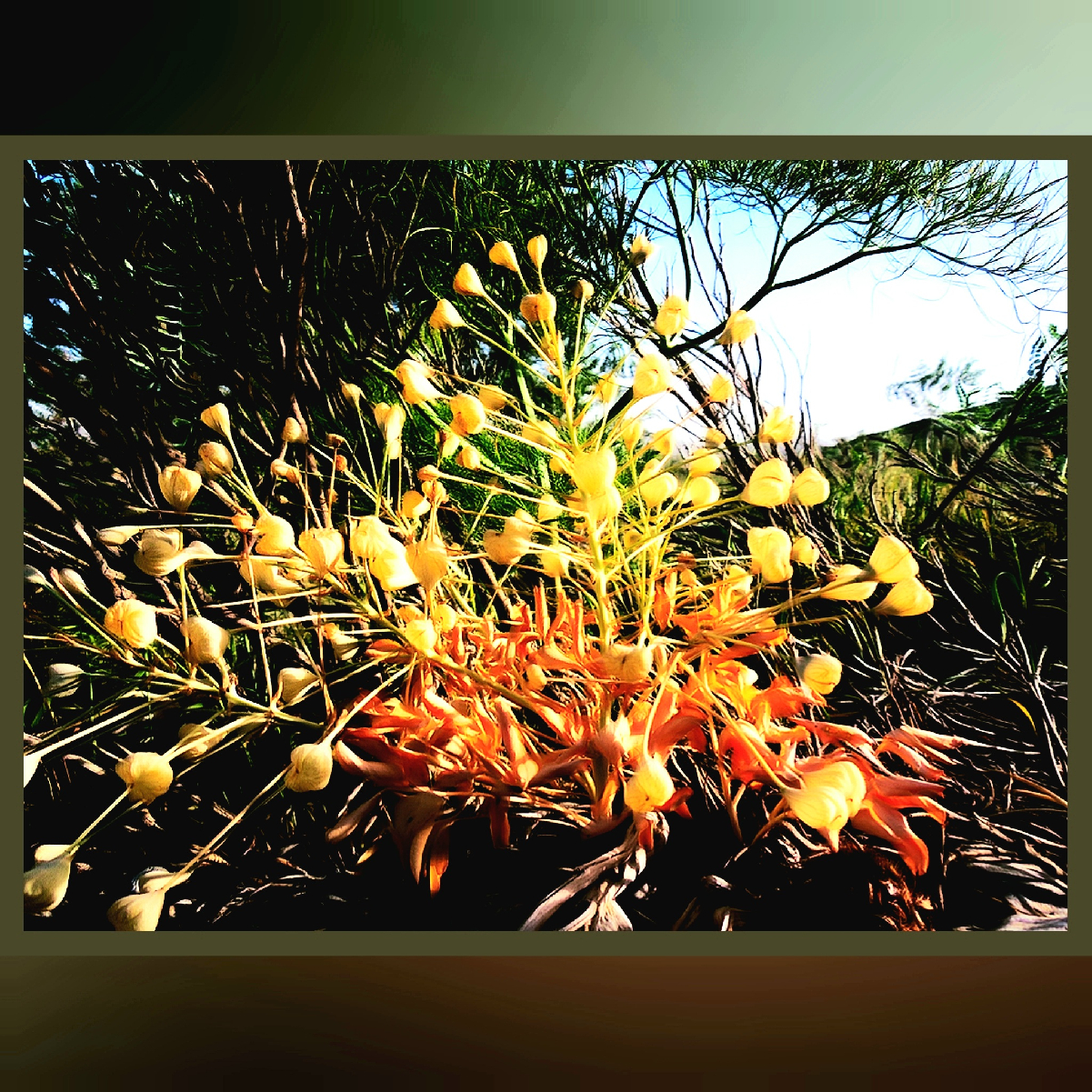 Our wild flora