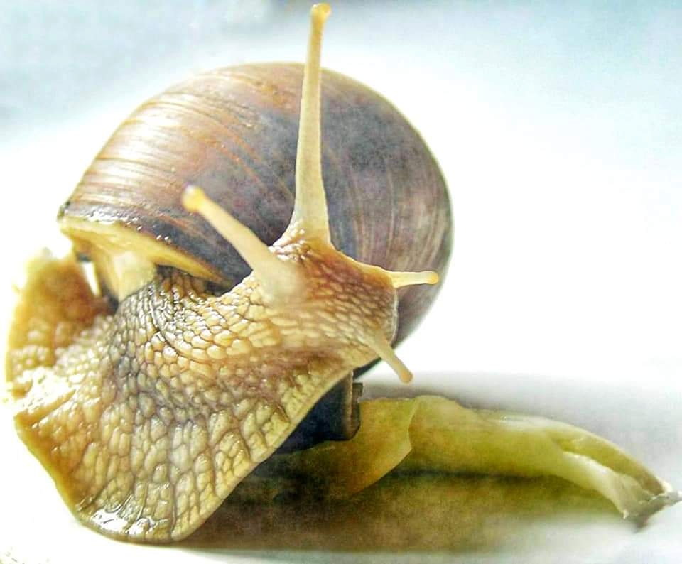 HELIX POMATIA