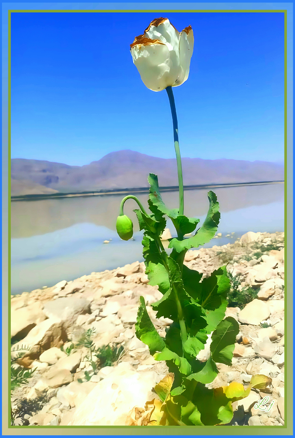 Wild Poppy, white⚜