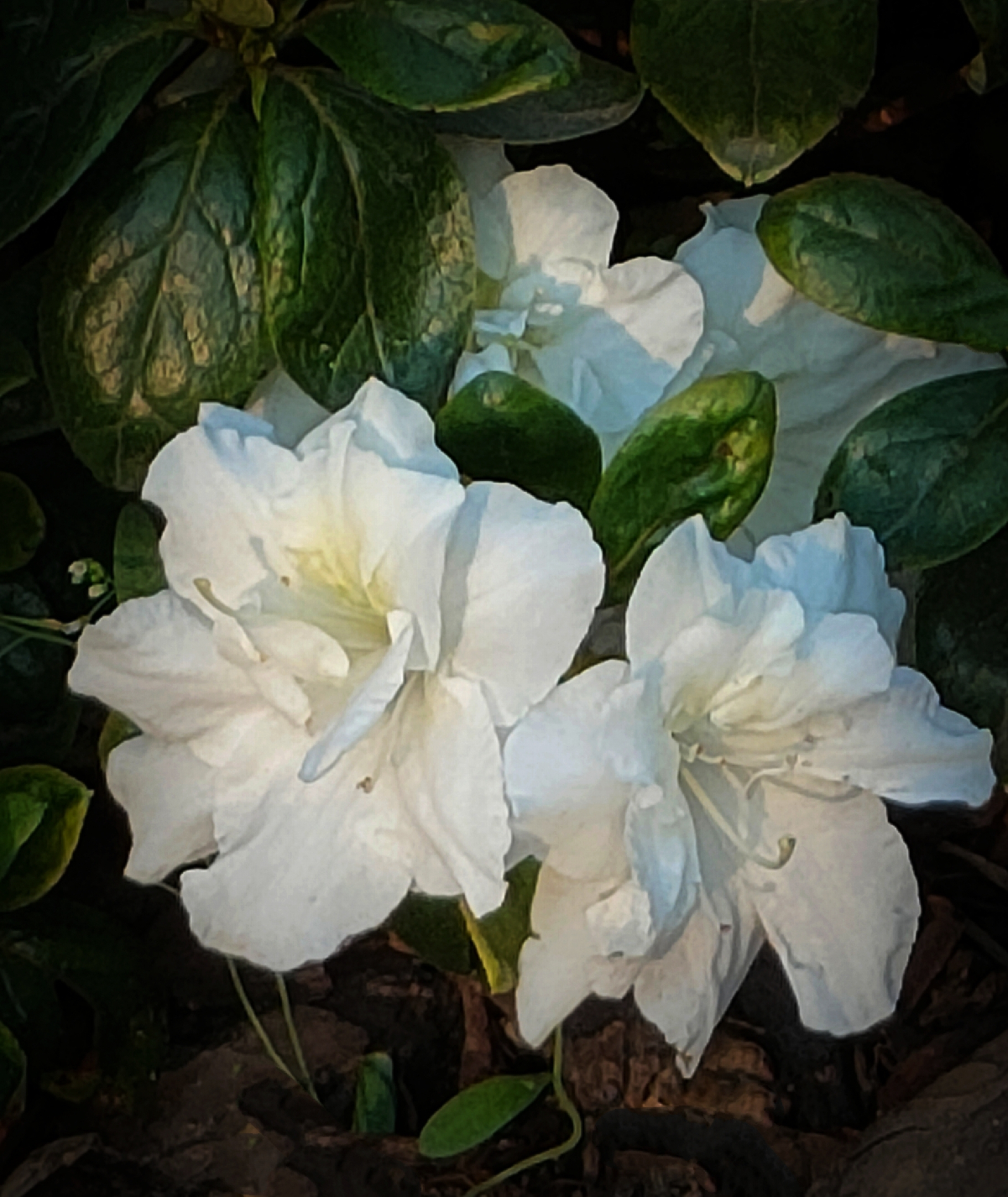 WHITE AZALEA