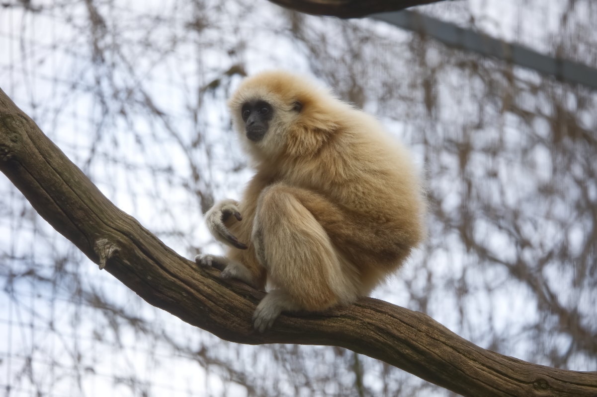 Zoo - København 2023.