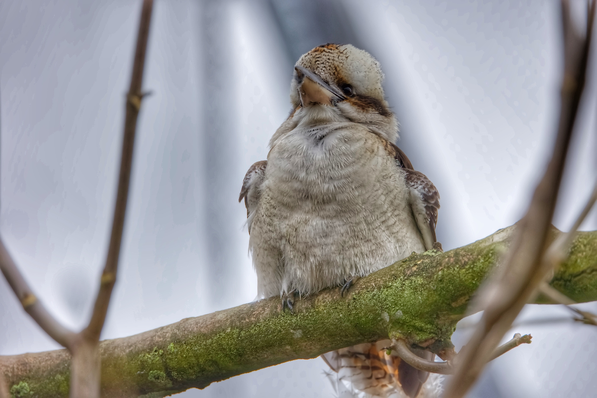 Kook Bird - Copenhagen Zoo - Nov. 2023.