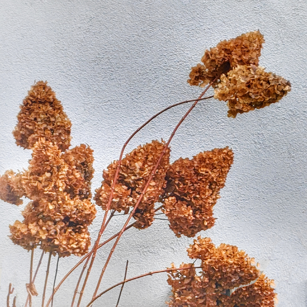 WINTER HYDRANGEA