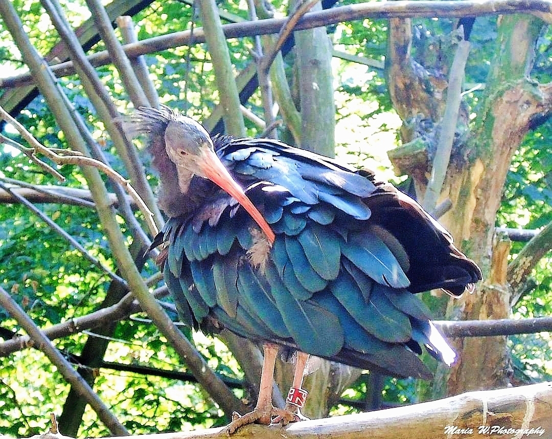 BLACK IBIS