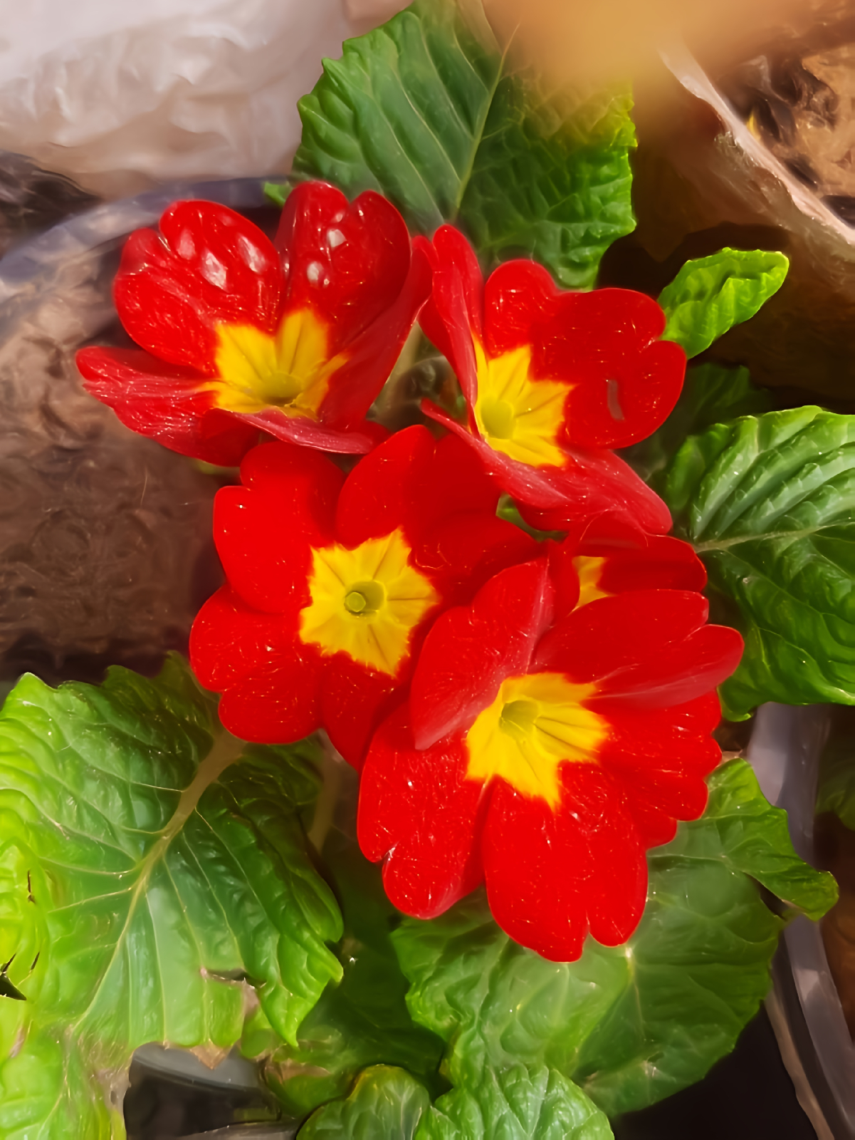 Primula Flowers ⚜⚜⚜