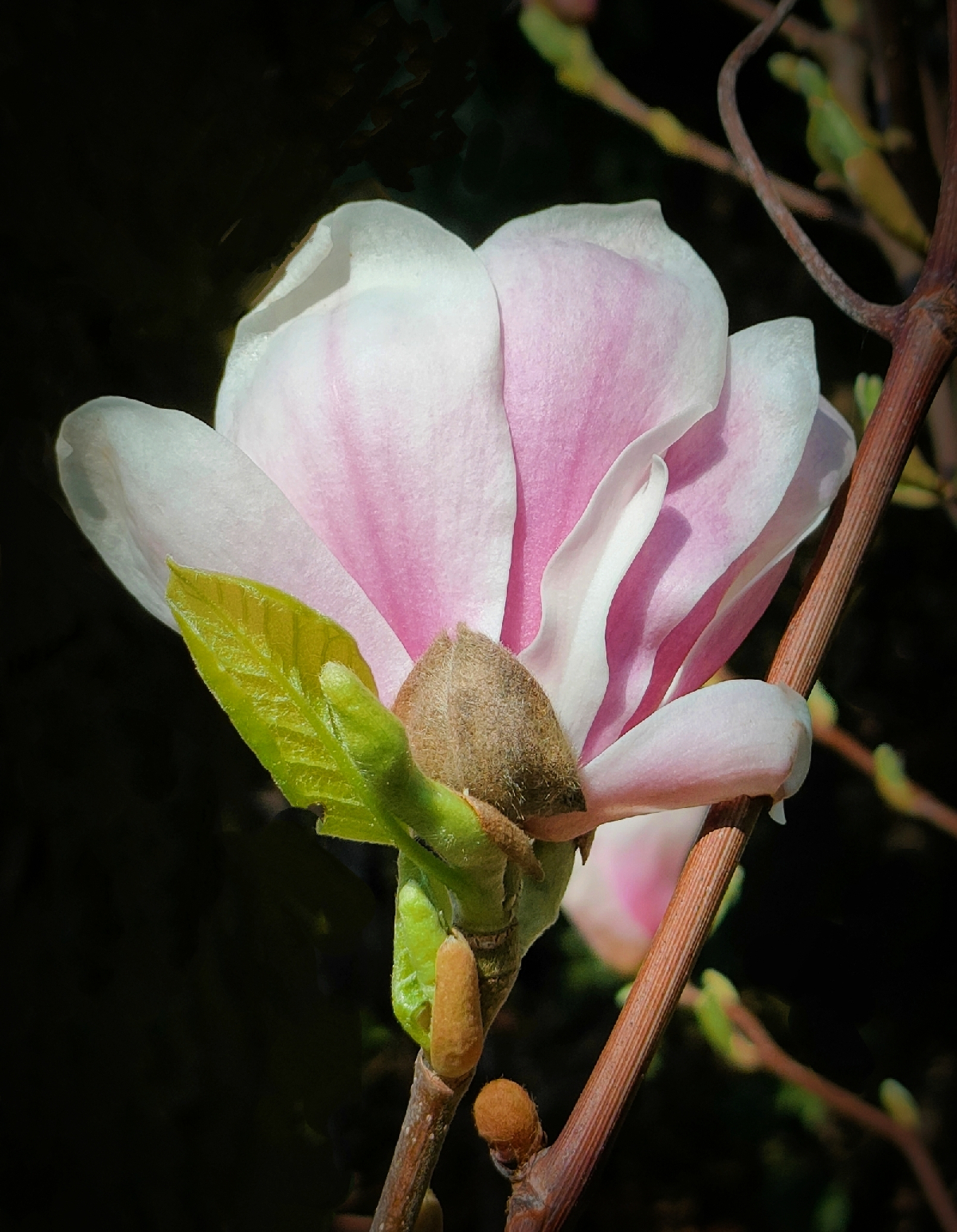 MAGNOLIA IN BLOOM