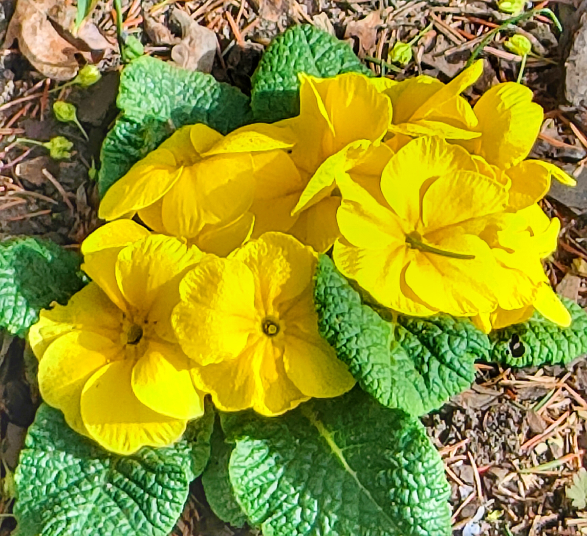 YELLOW PRIMULA