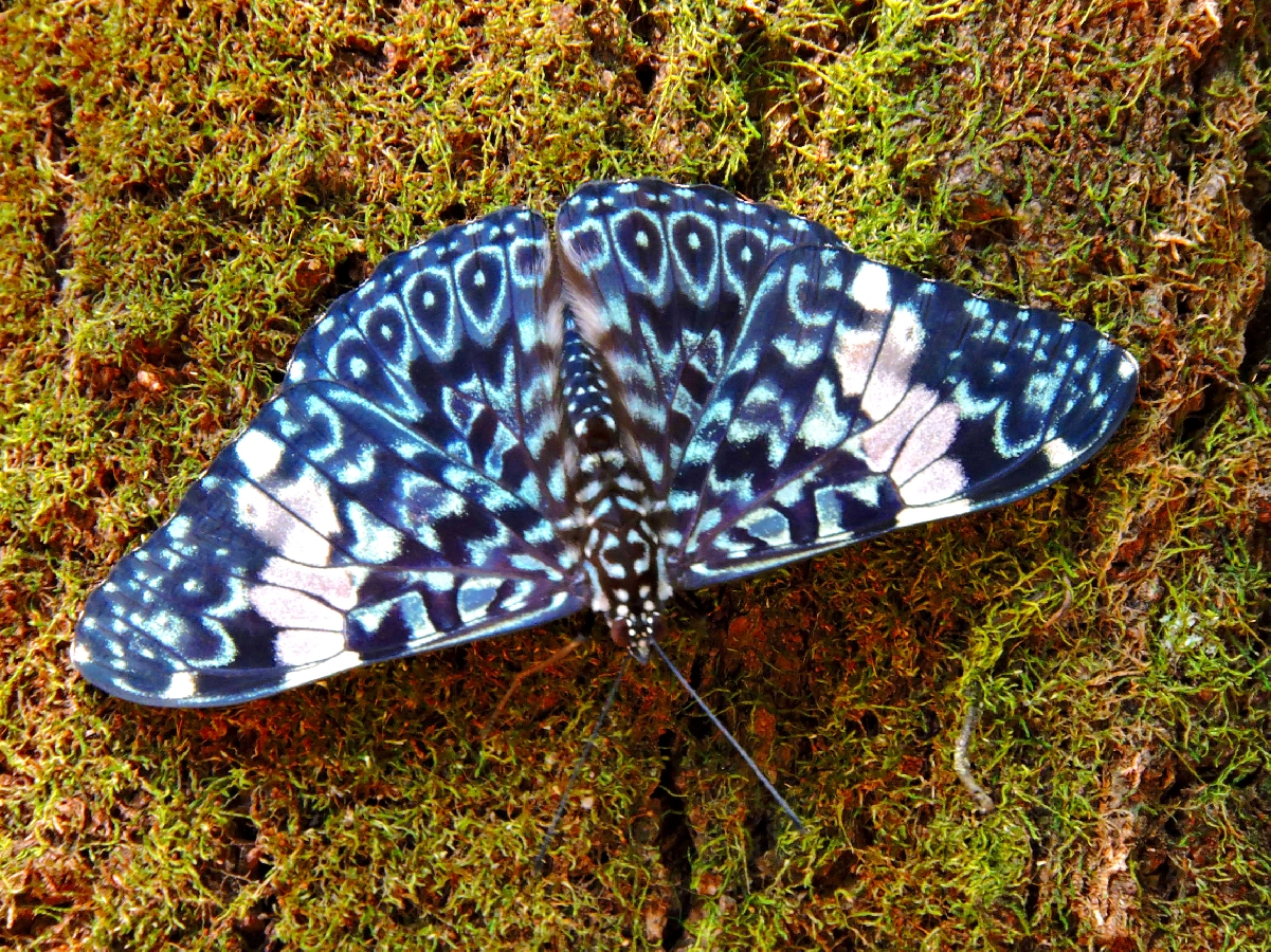 Mariposa azul
