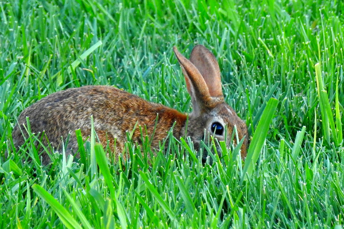 Wild rabbit