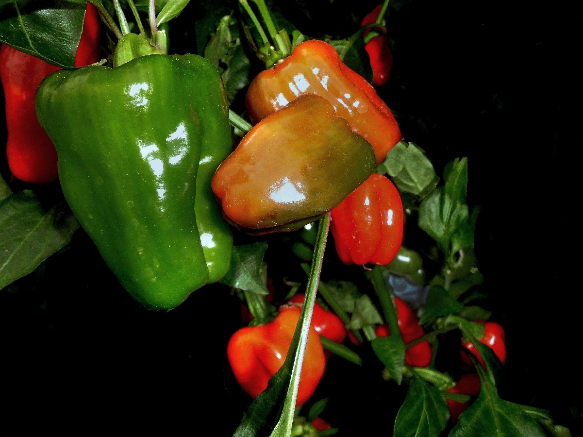 PAPRIKA
