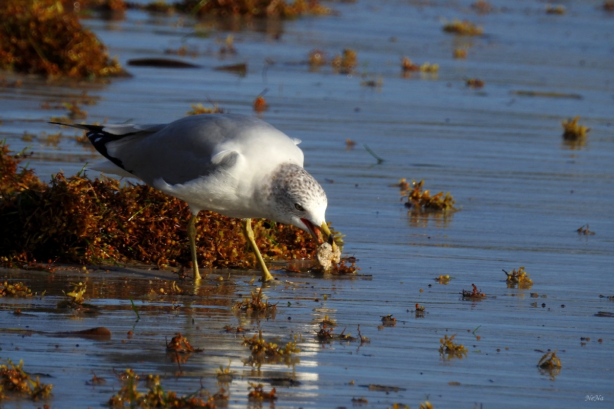 Gray-hooded Gull