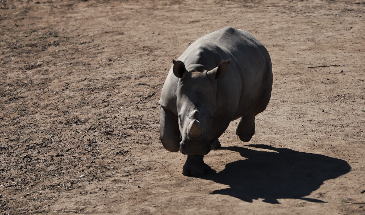 Rhino Run