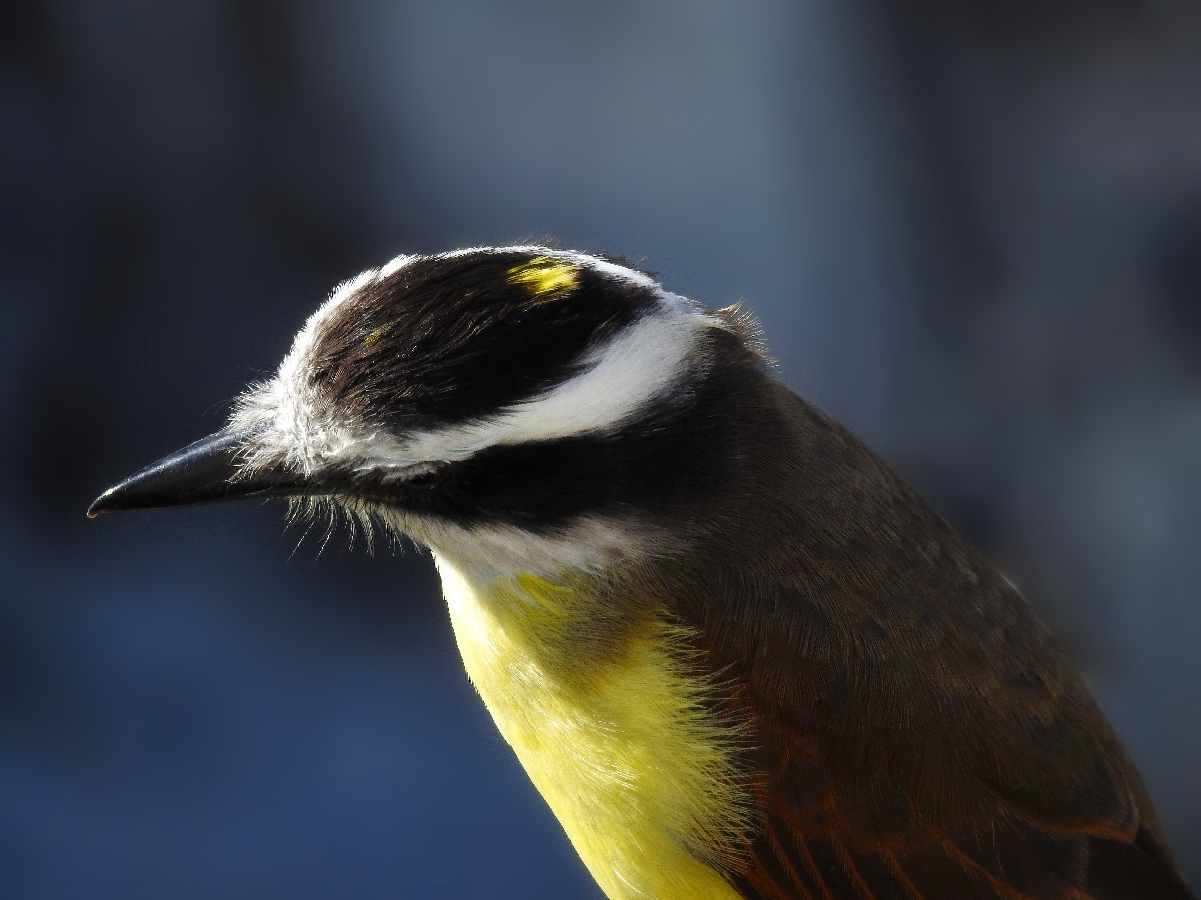 Pitangus sulphuratus