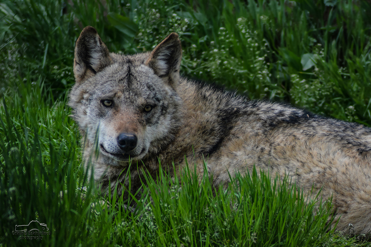 Bozkurt - Gray wolf