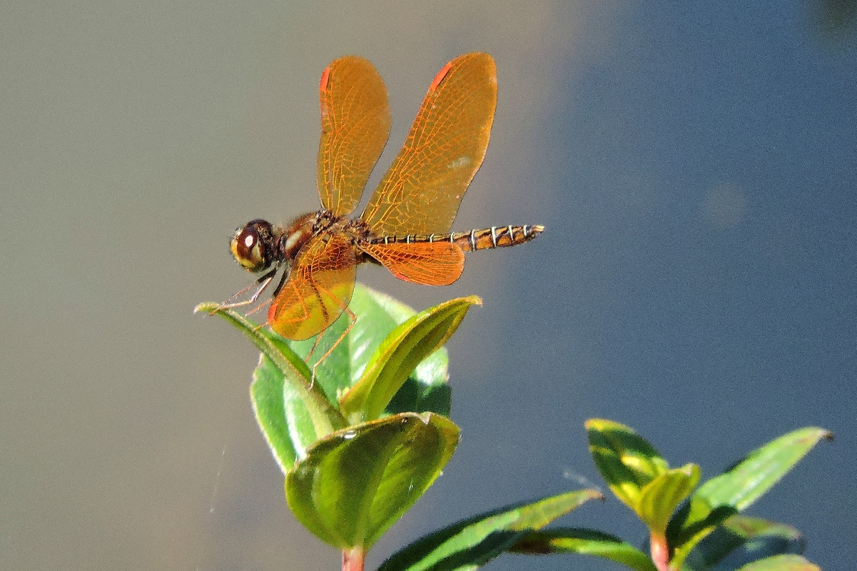 Mini Dragonfly