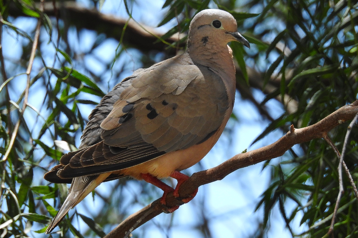Eared Dove