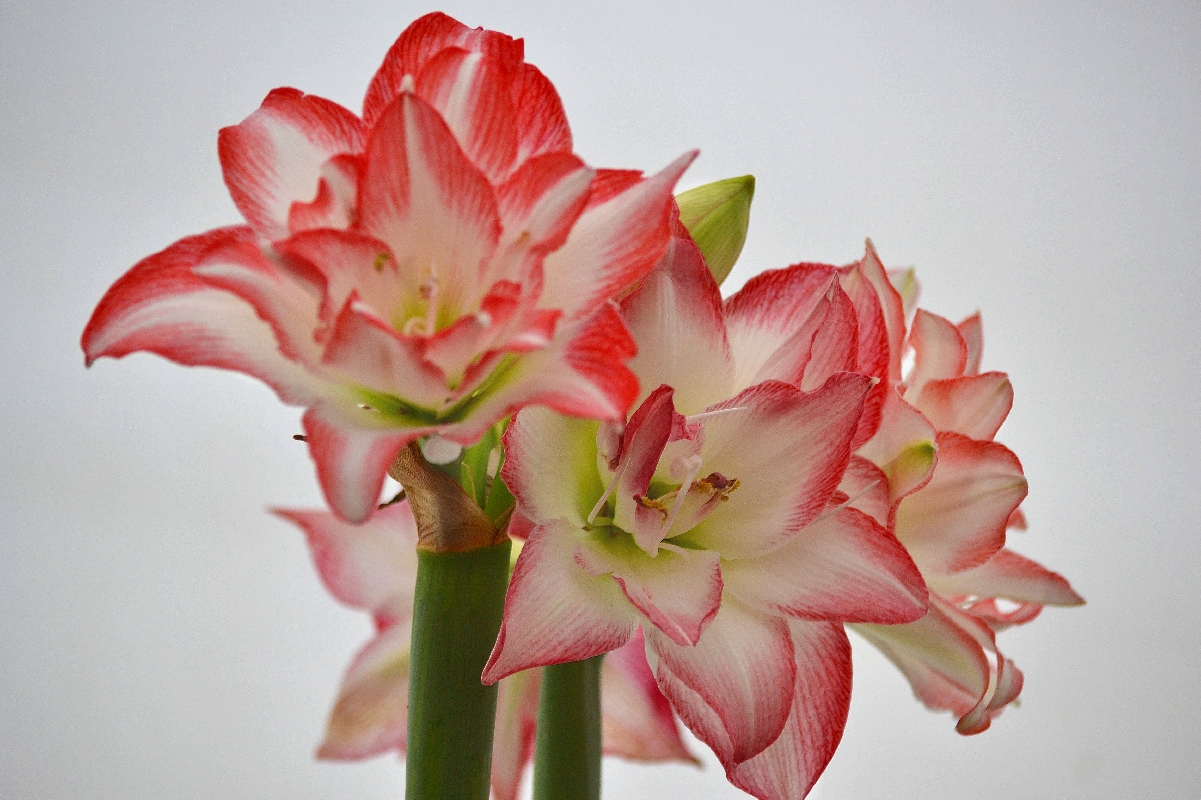 Amaryllis