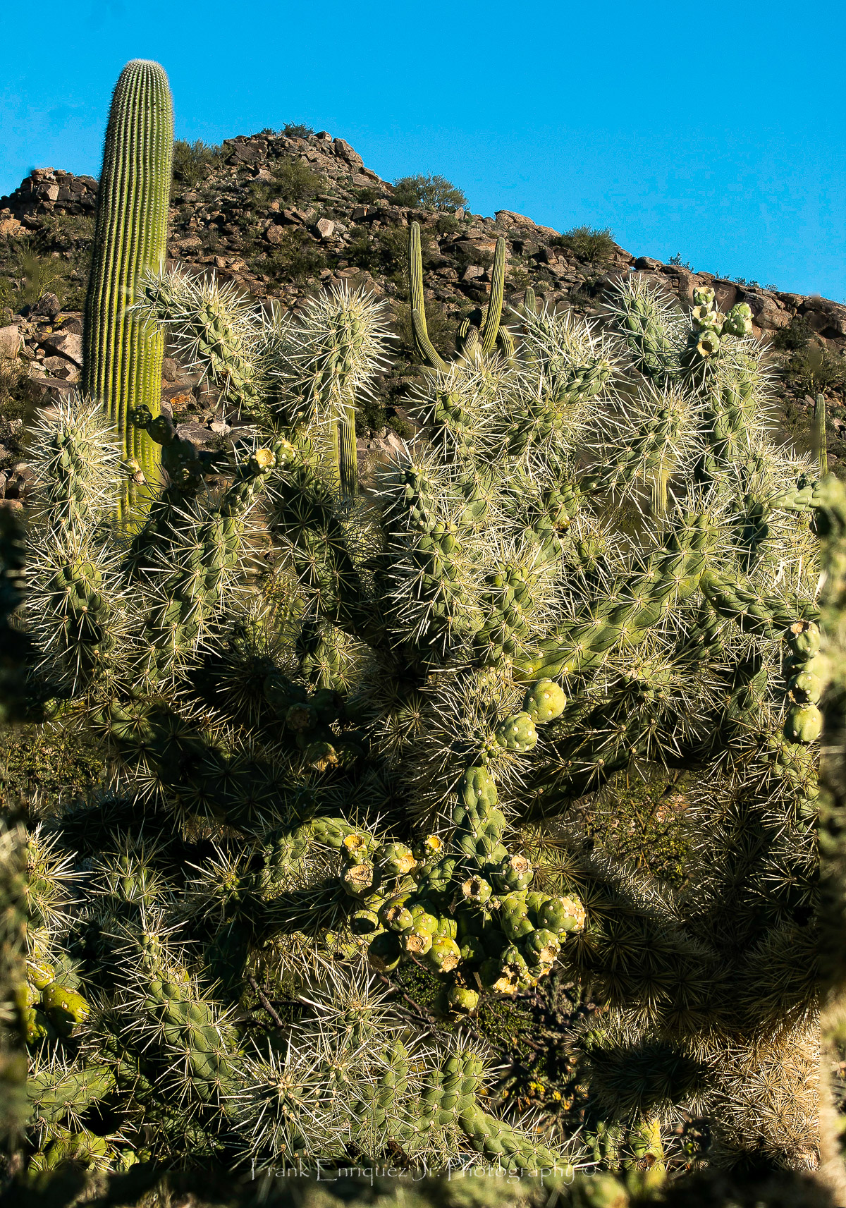 Cactus Focus Stacking