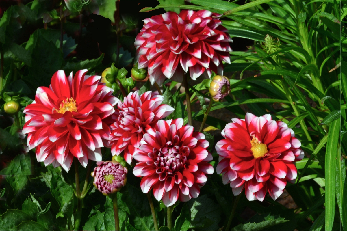 BLÜTEN