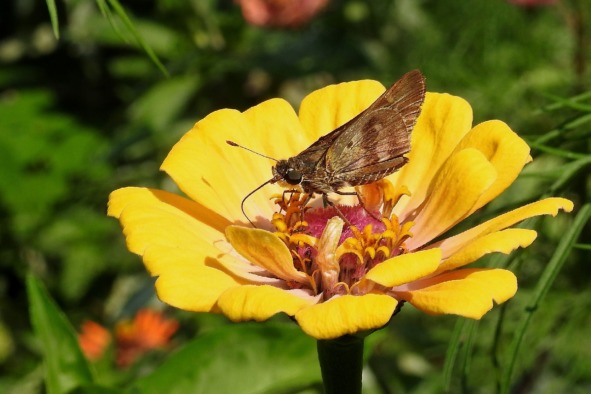 Mini Butterfly
