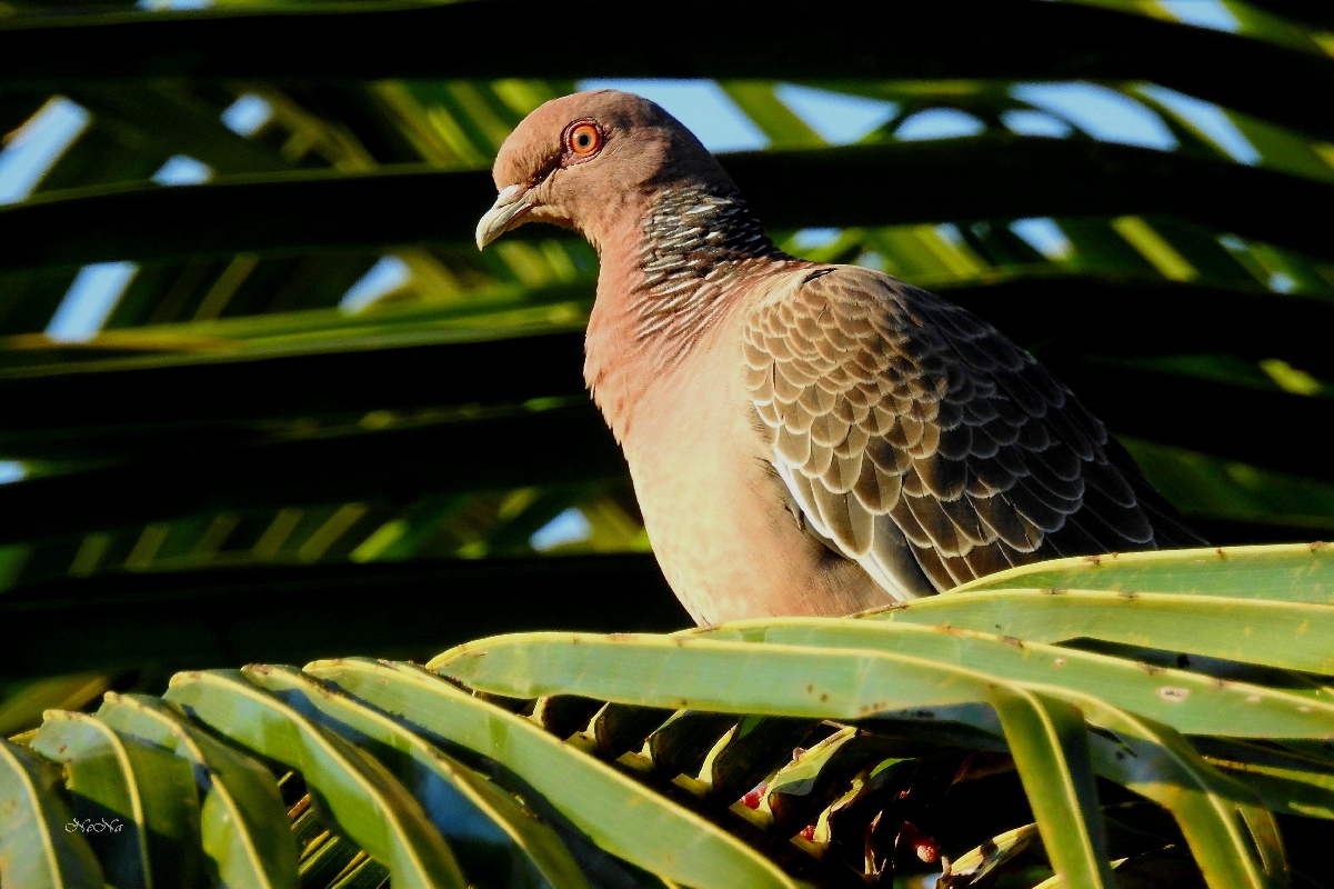Columba picazuro