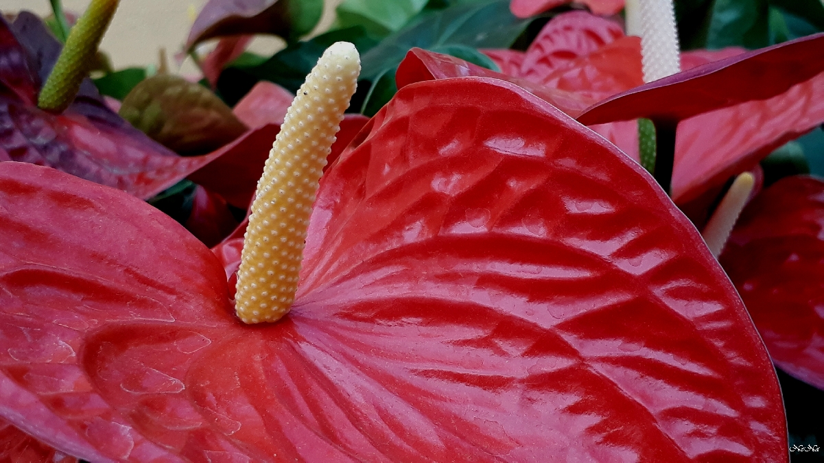 Anthurium