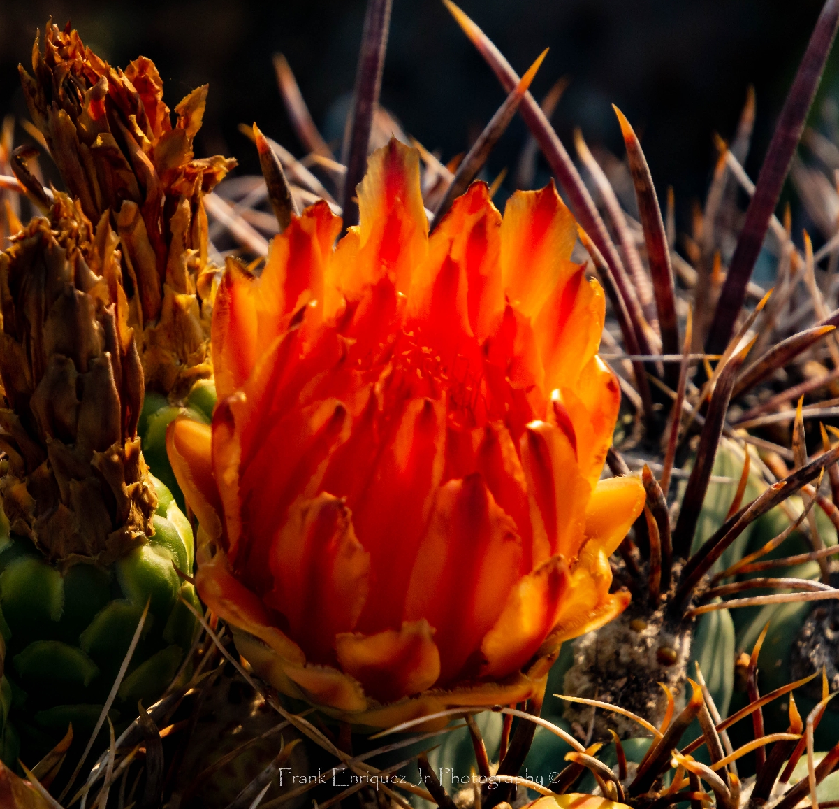 Fall Colors In The Arizona Desert