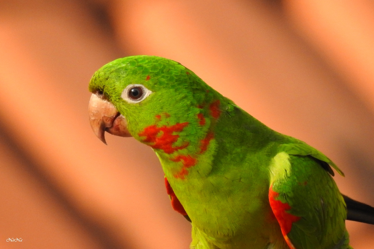 White-eyed Parakeet