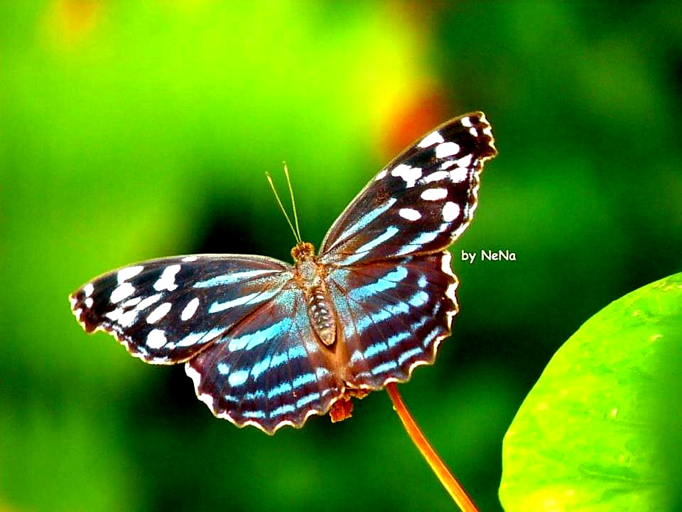 Little butterfly