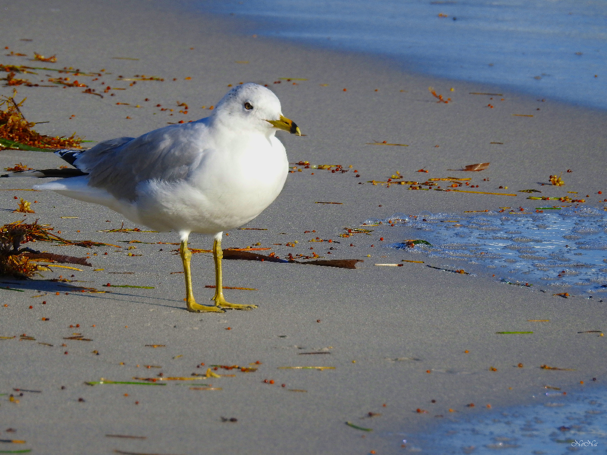 Silver Gull