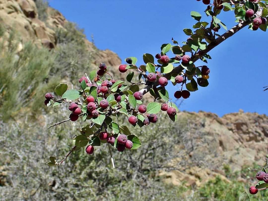 Wild Pistachio